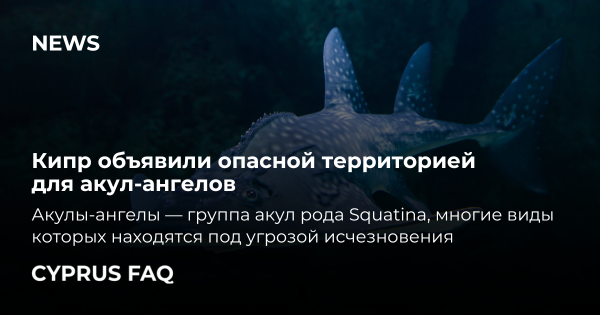 Cyprus has been declared a dangerous area for angel sharks | CYPRUS FAQ